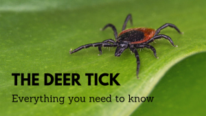 An Overview of the Deer Tick & Its Tickborne Diseases