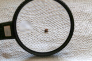 Can Ticks Survive Indoors? What You Need to Know About Tick Infestations - TickKey International