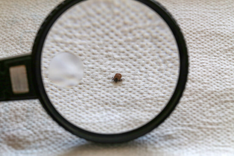 Can Ticks Survive Indoors? What You Need to Know About Tick ...